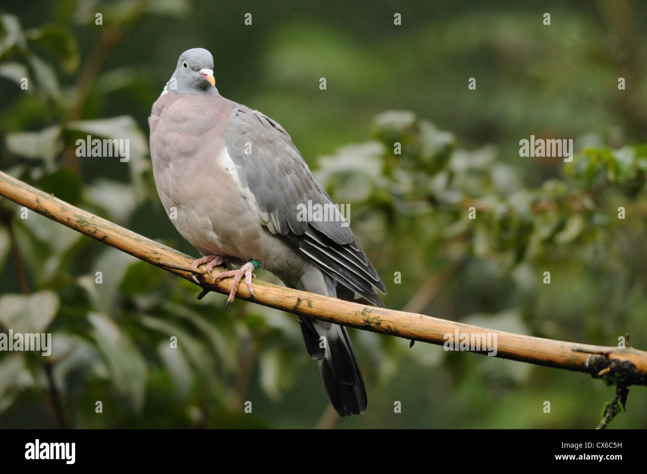 Culver culvers bird birds hi-res stock photography and images - Alamy