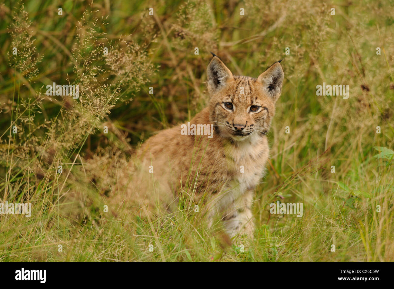 Lynx babies hi-res stock photography and images - Alamy