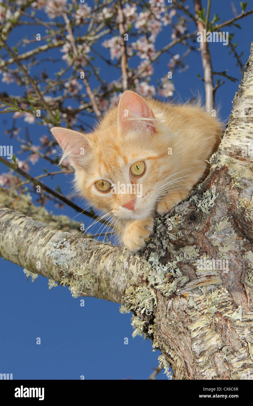 Domestic Cat in a flowering tree Stock Photo - Alamy