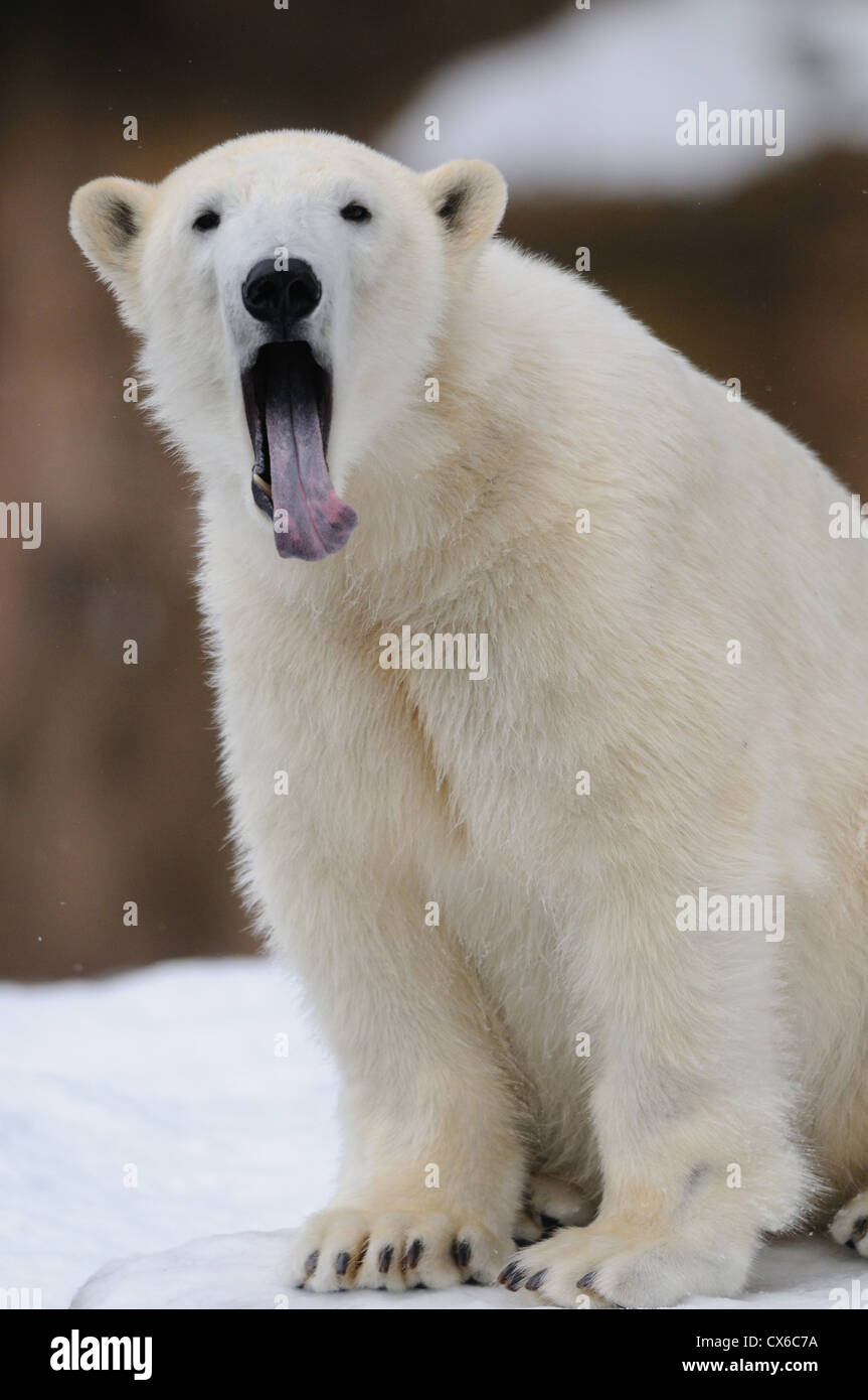 Funny sitting polar bears hi-res stock photography and images - Alamy