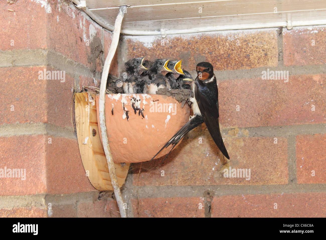 Barn swallow nest hi-res stock photography and images - Alamy