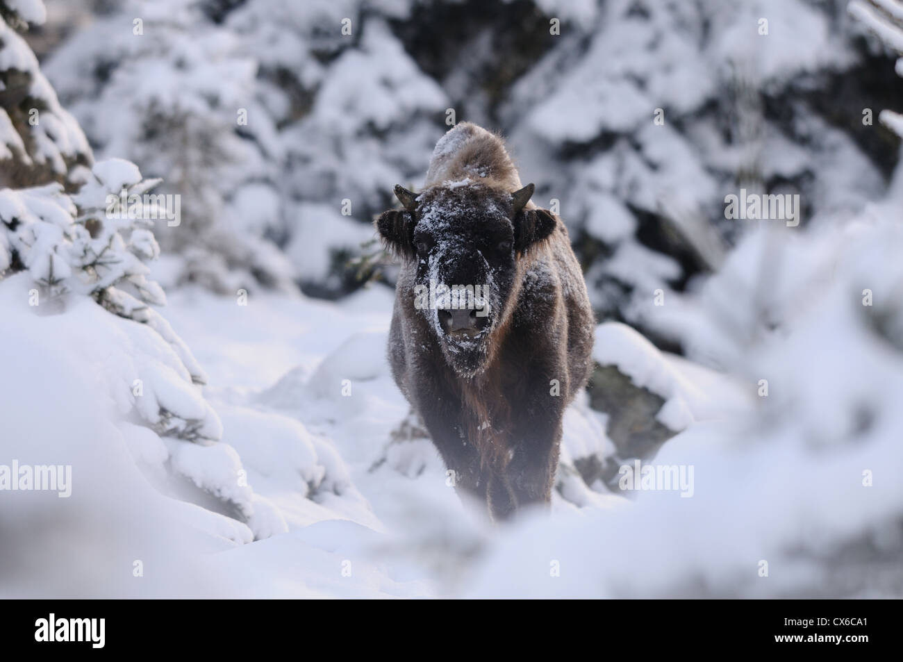 Wisent european bison stands hi-res stock photography and images - Alamy