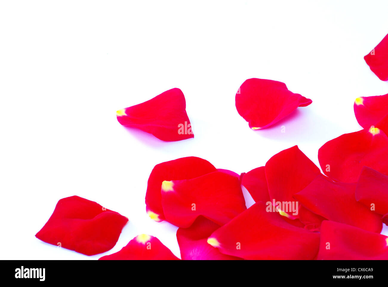 rose petals isolated on a white background Stock Photo - Alamy