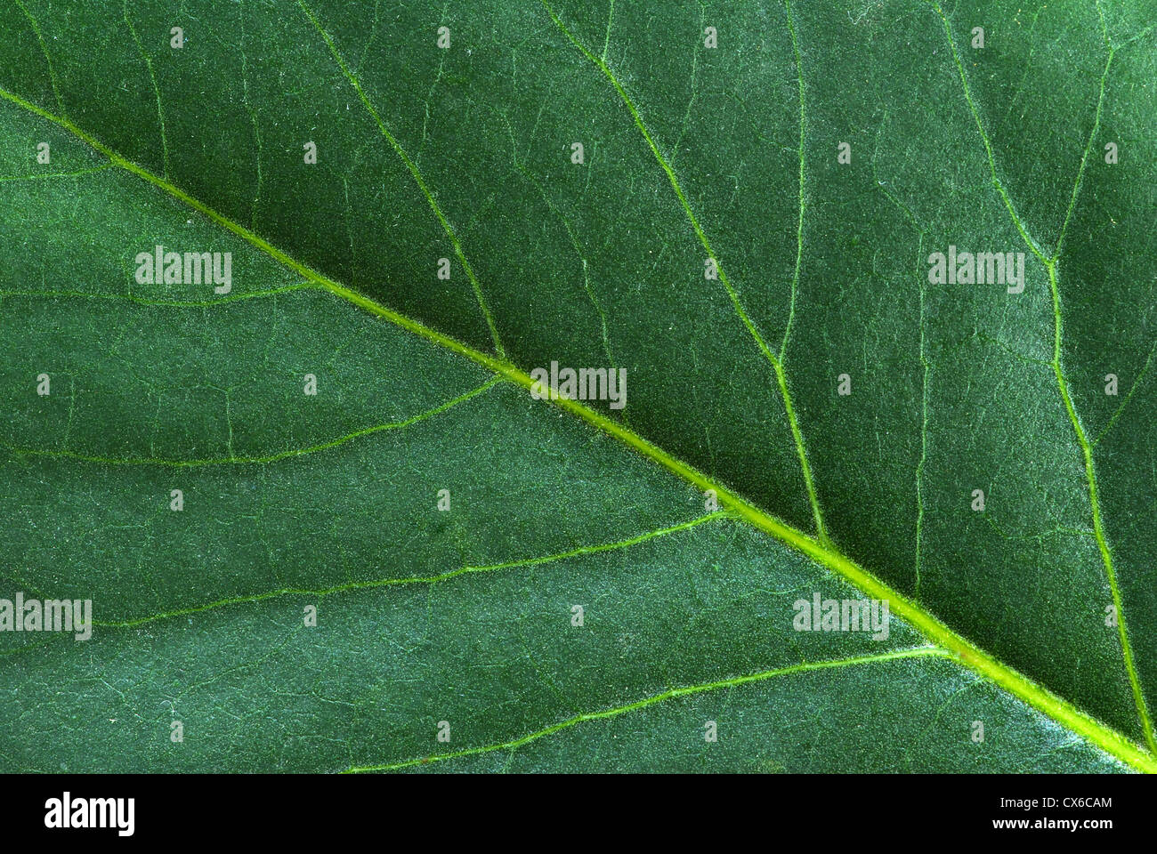 structure of leaf natural background Stock Photo - Alamy