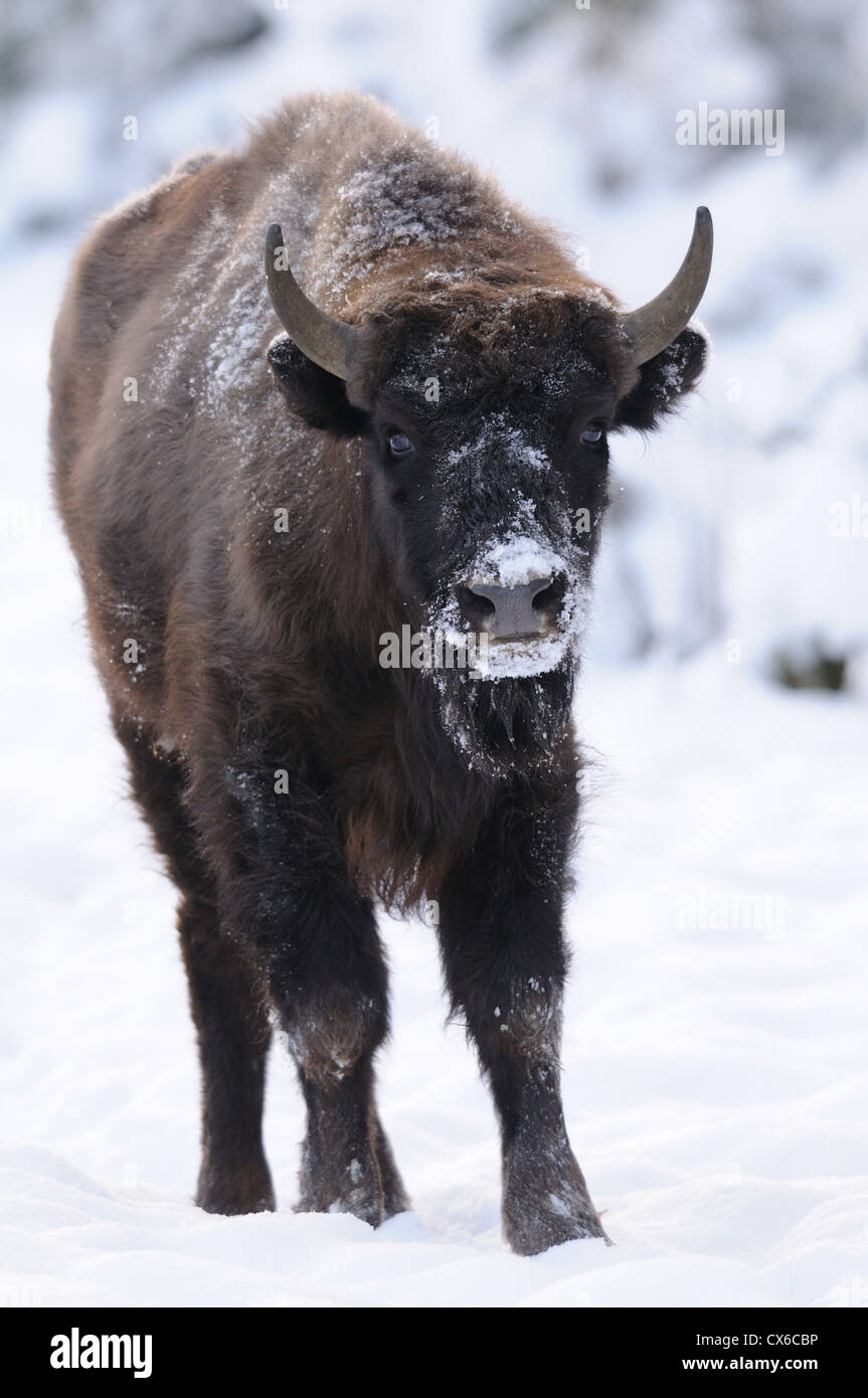 Bison 1 hi-res stock photography and images - Alamy