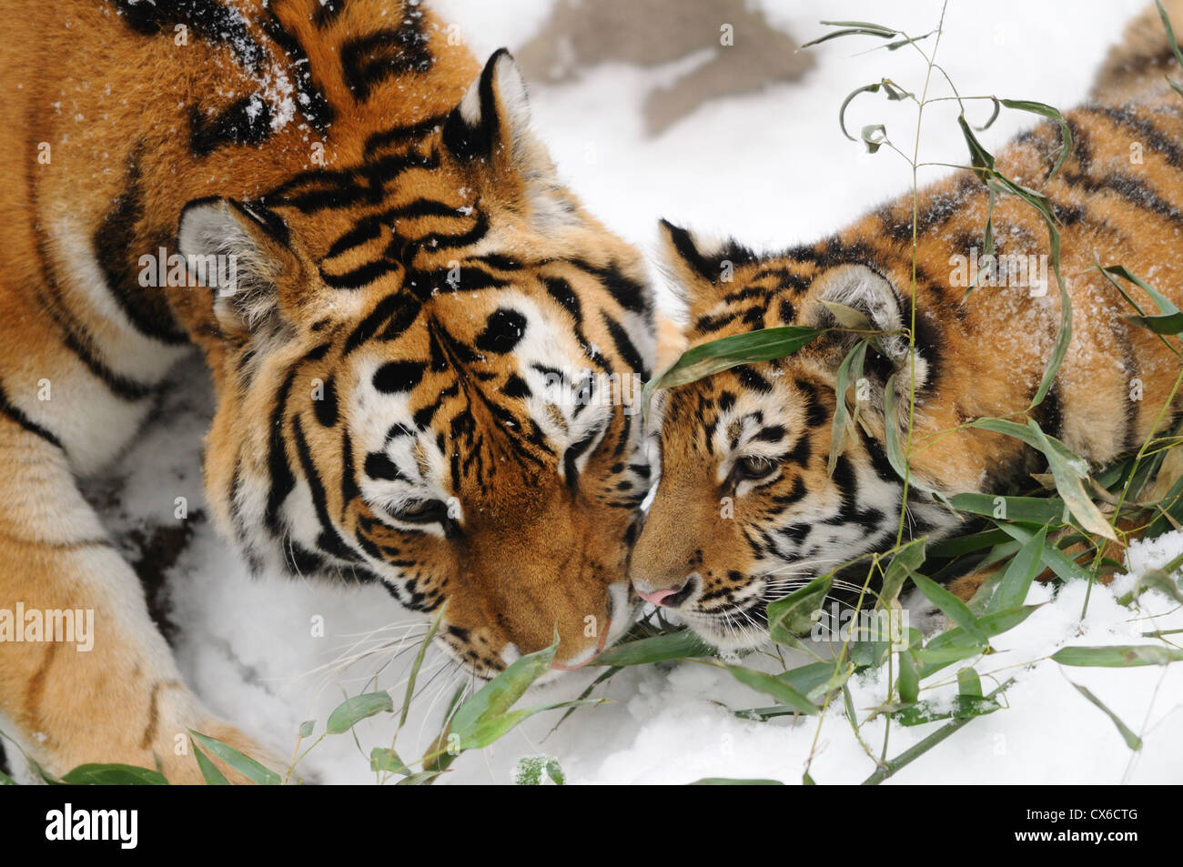 Two Tigers Head To Head