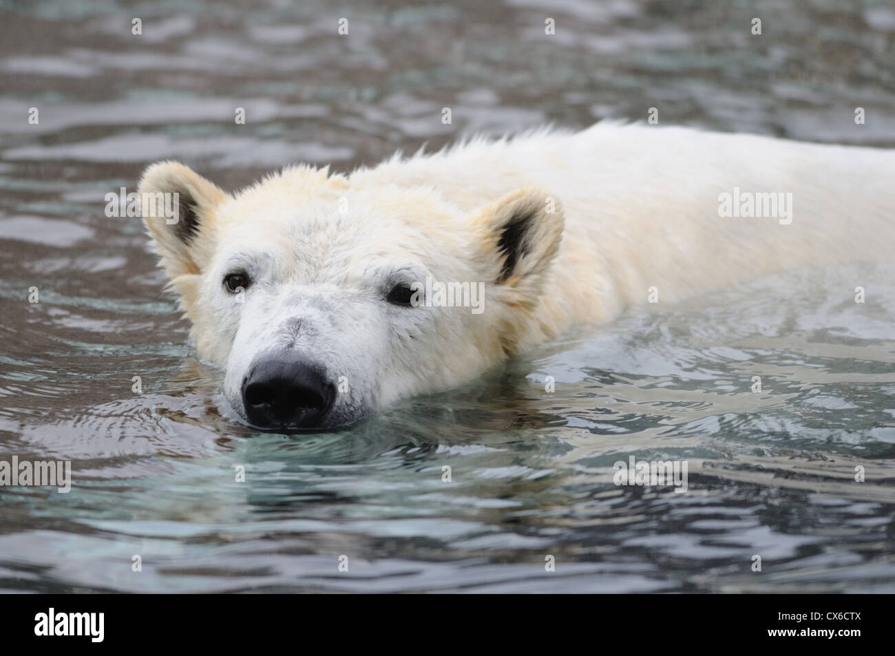 Bathing ice bear hi-res stock photography and images - Alamy