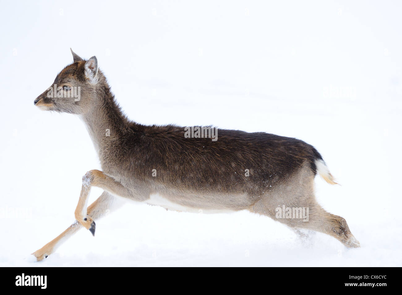 Galloping deer hi-res stock photography and images - Alamy