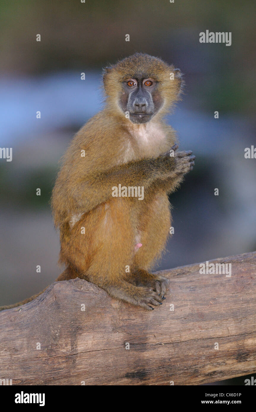 Dog baboon hi-res stock photography and images - Alamy
