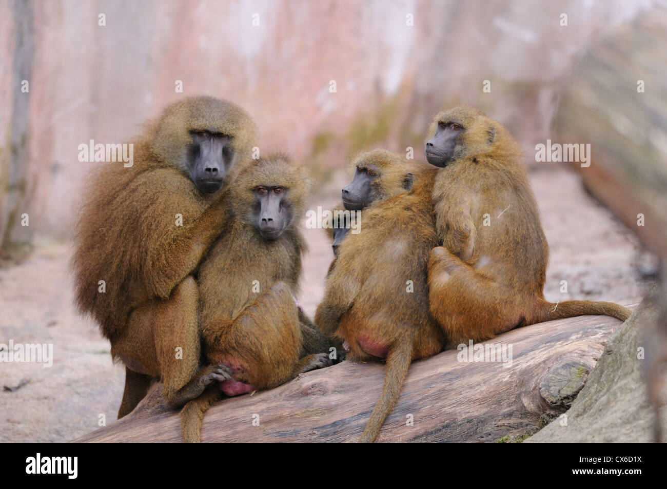 Dog baboon hi-res stock photography and images - Alamy