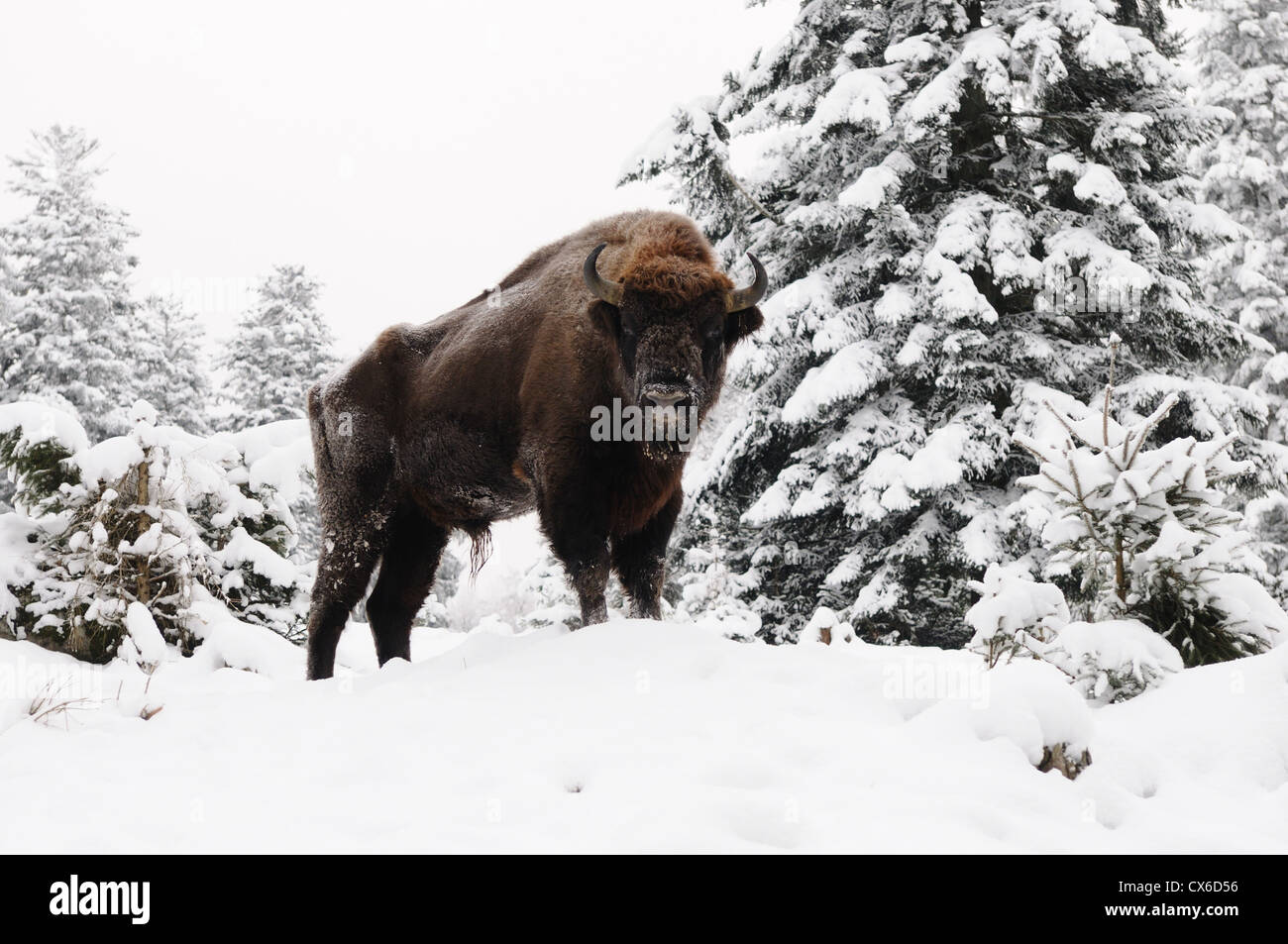 Wisent european bison stands hi-res stock photography and images - Alamy