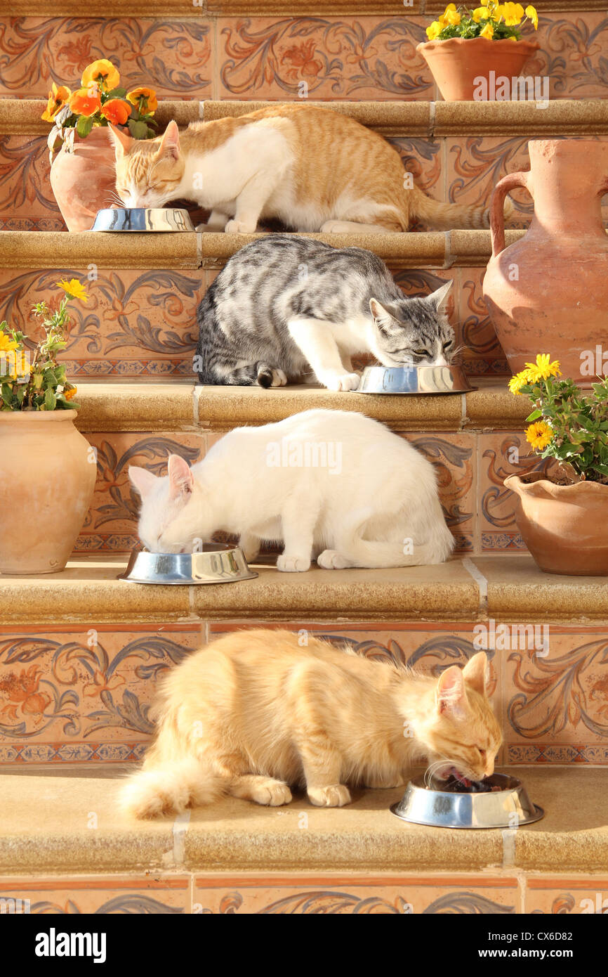 Domestic Cat. Four cats eating on a staircase Stock Photo - Alamy