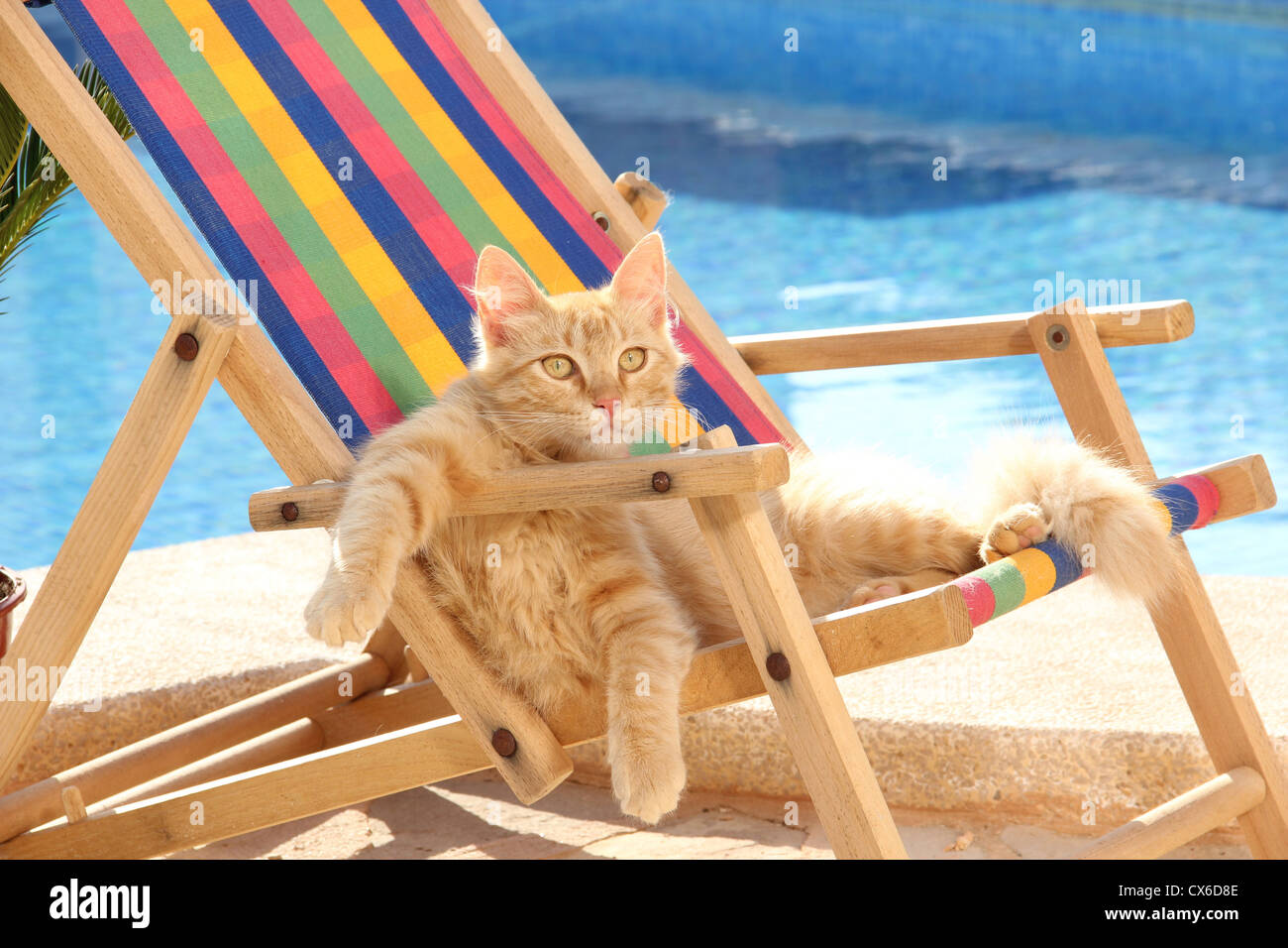 Domestic Cat resting in a deckchair on a beach Stock Photo - Alamy