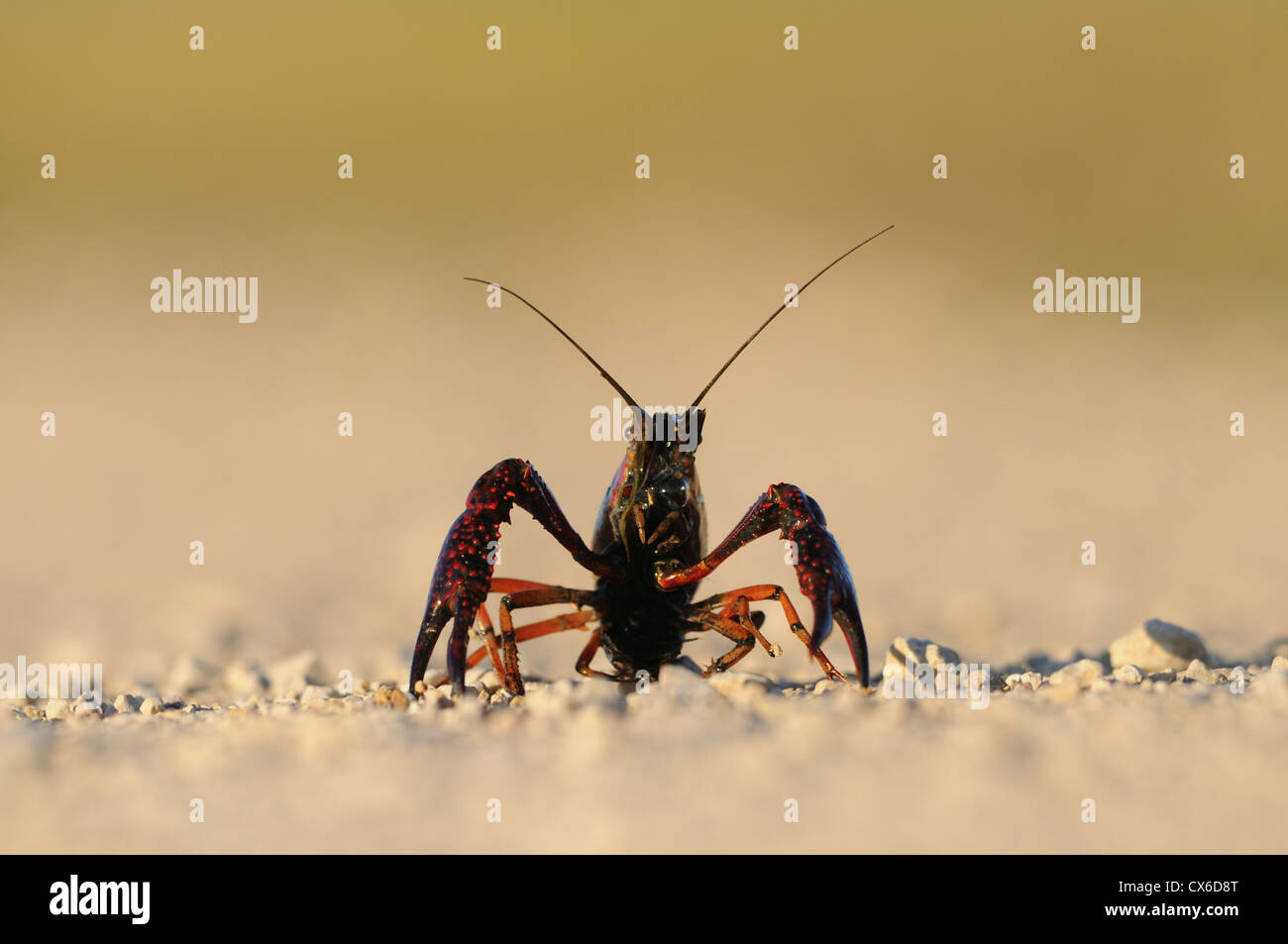 Ground crayfish hi-res stock photography and images - Alamy