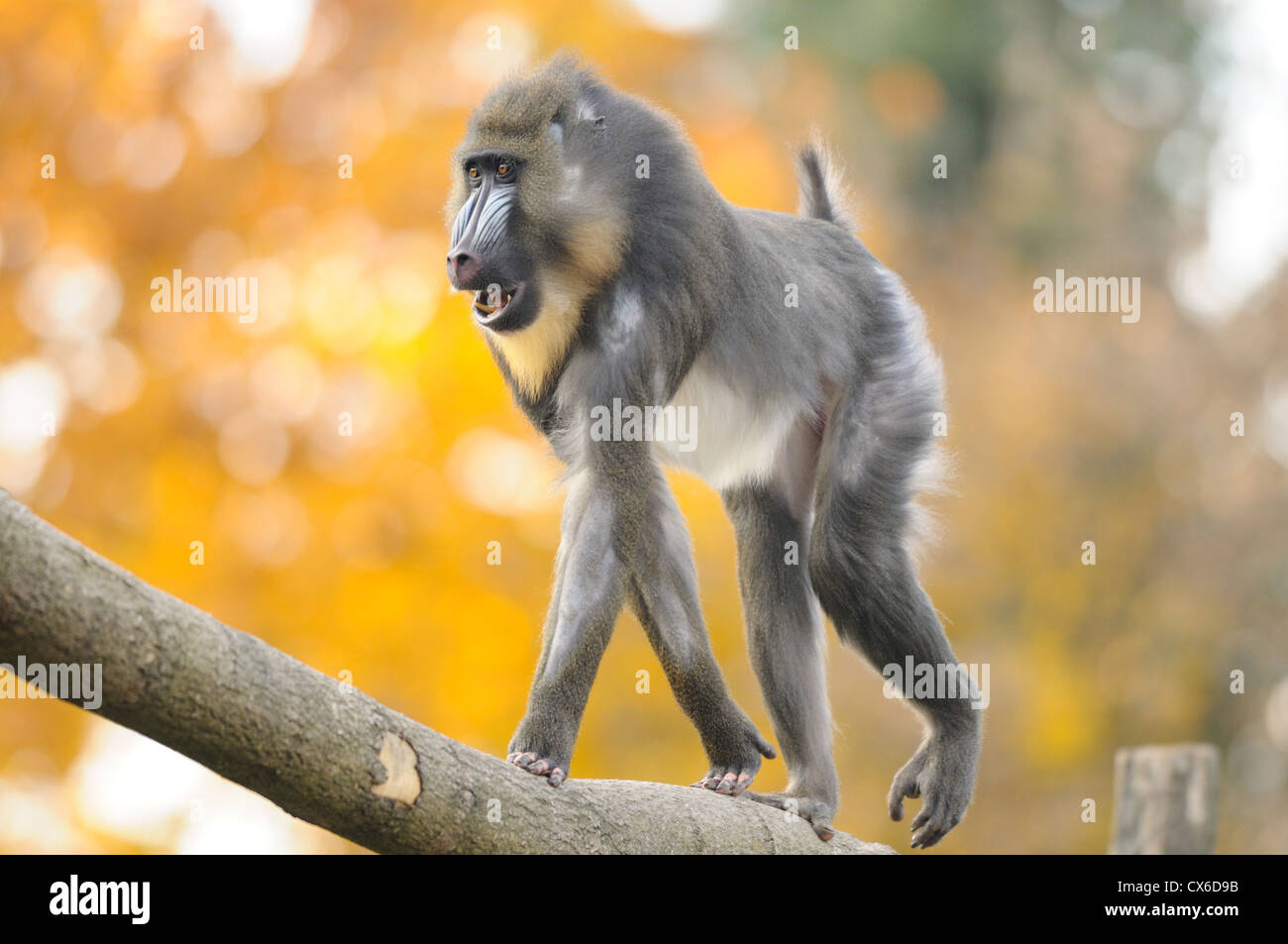 Mandrill mandrillus sphinx side view hi-res stock photography and ...