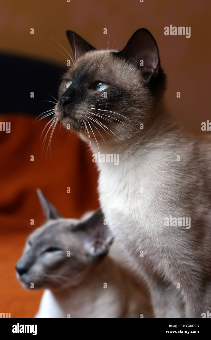 Siamese cats hi-res stock photography and images - Alamy