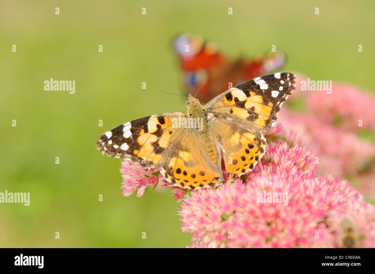 Painted peacocks hi-res stock photography and images - Alamy
