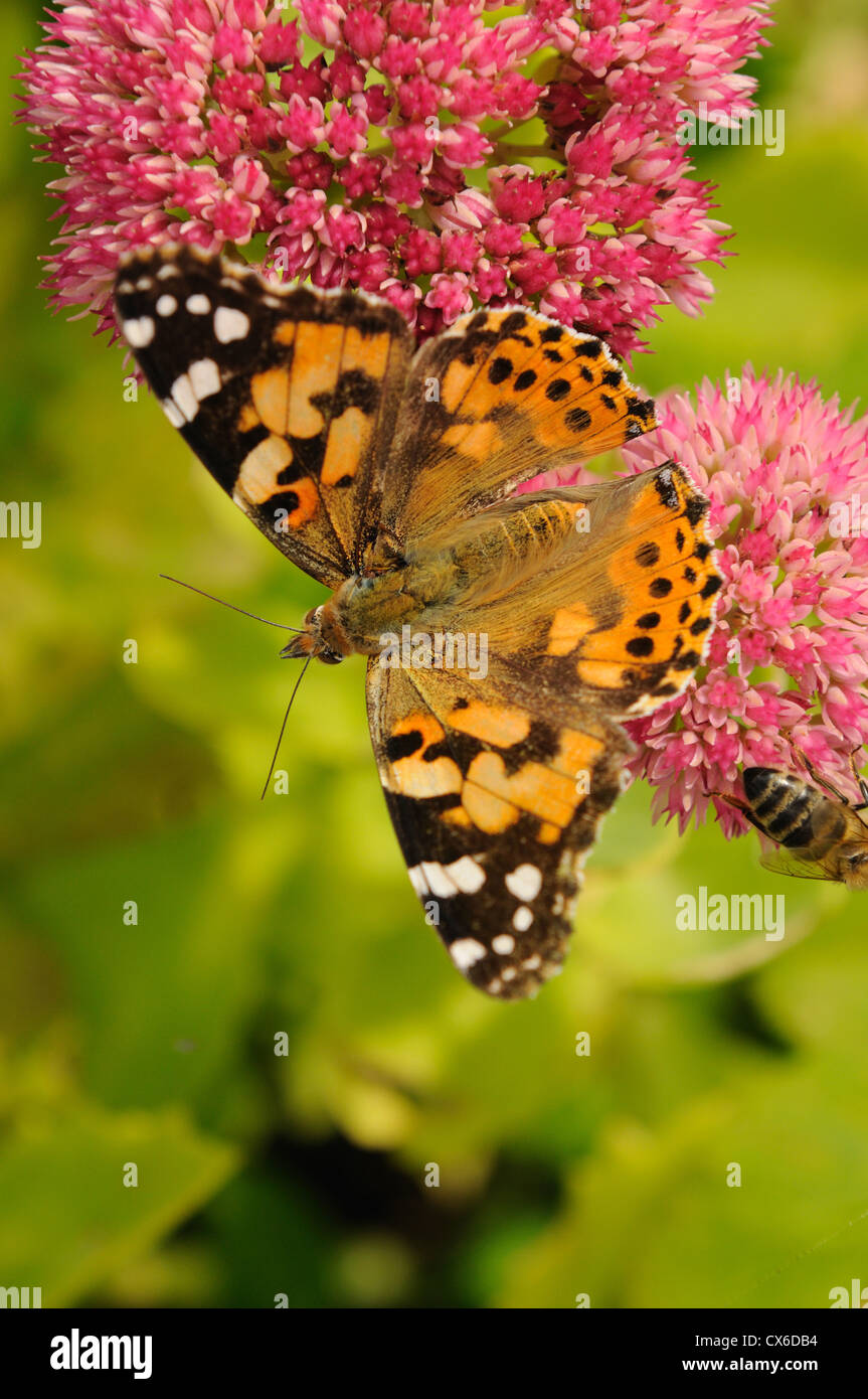 Painted format hi-res stock photography and images - Alamy