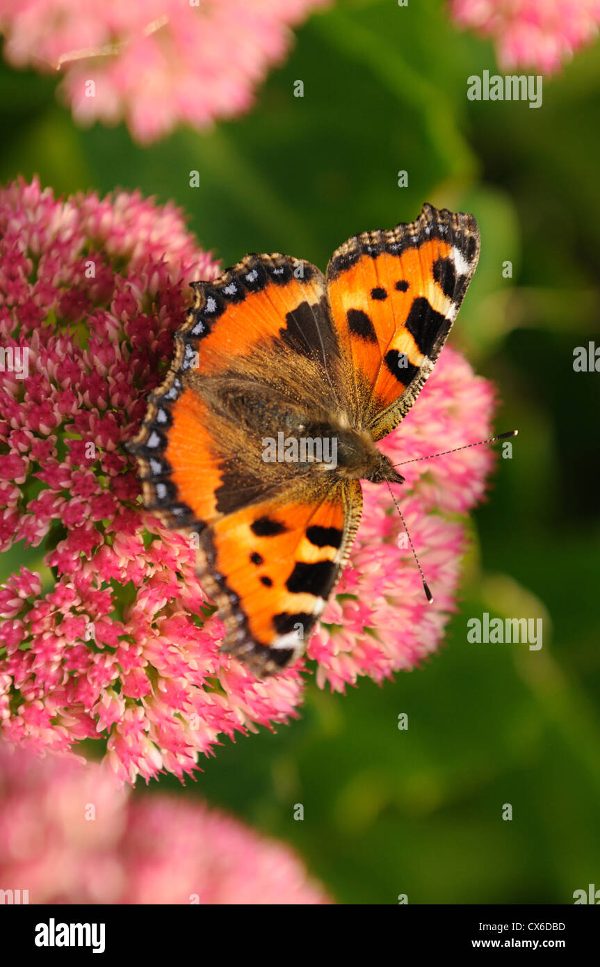 Painted format hi-res stock photography and images - Alamy