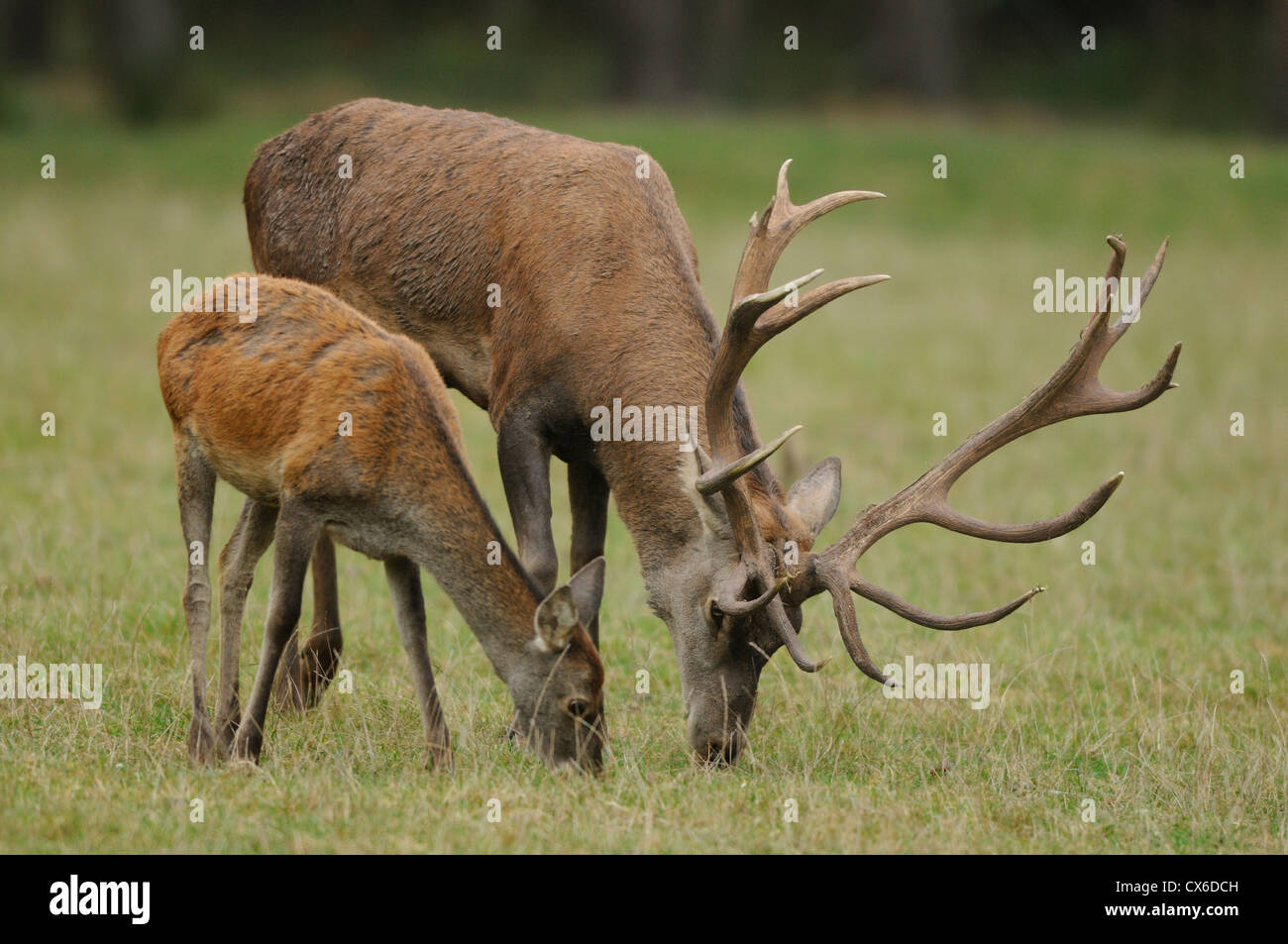 Two wild red deers grazing hi-res stock photography and images - Alamy
