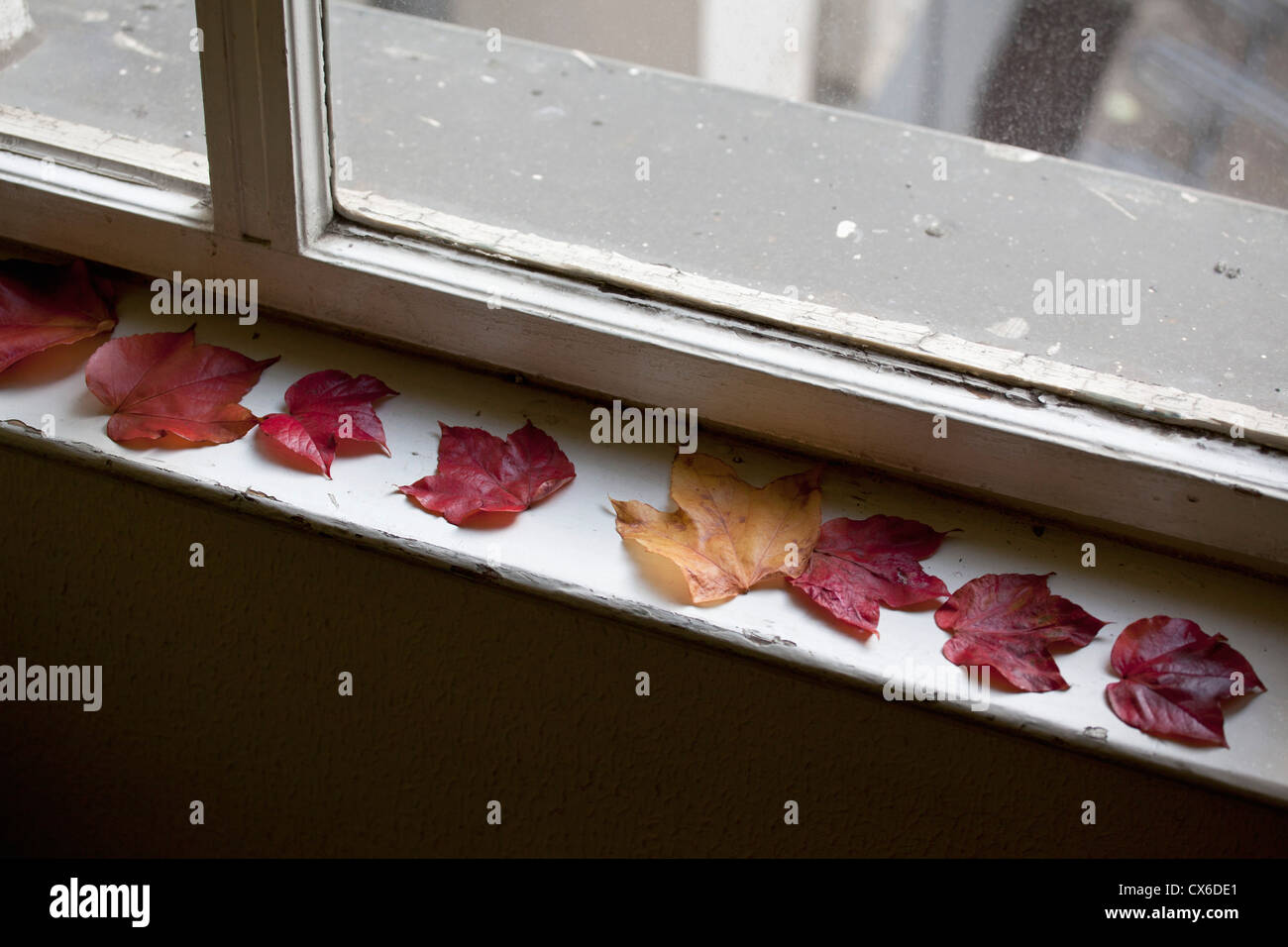 Detail of autumn leaves on a window sill Stock Photo - Alamy