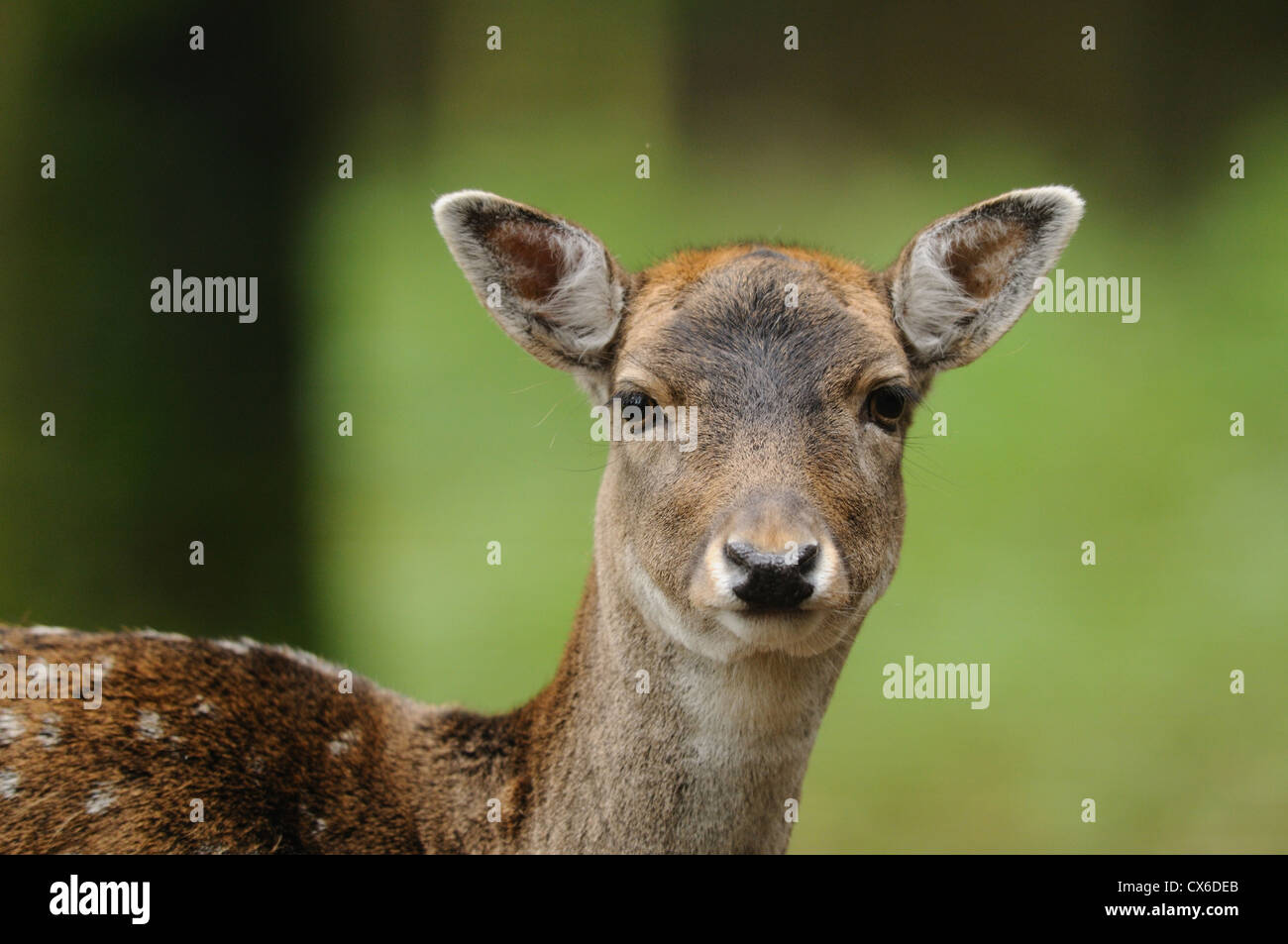 Deers head hi-res stock photography and images - Alamy