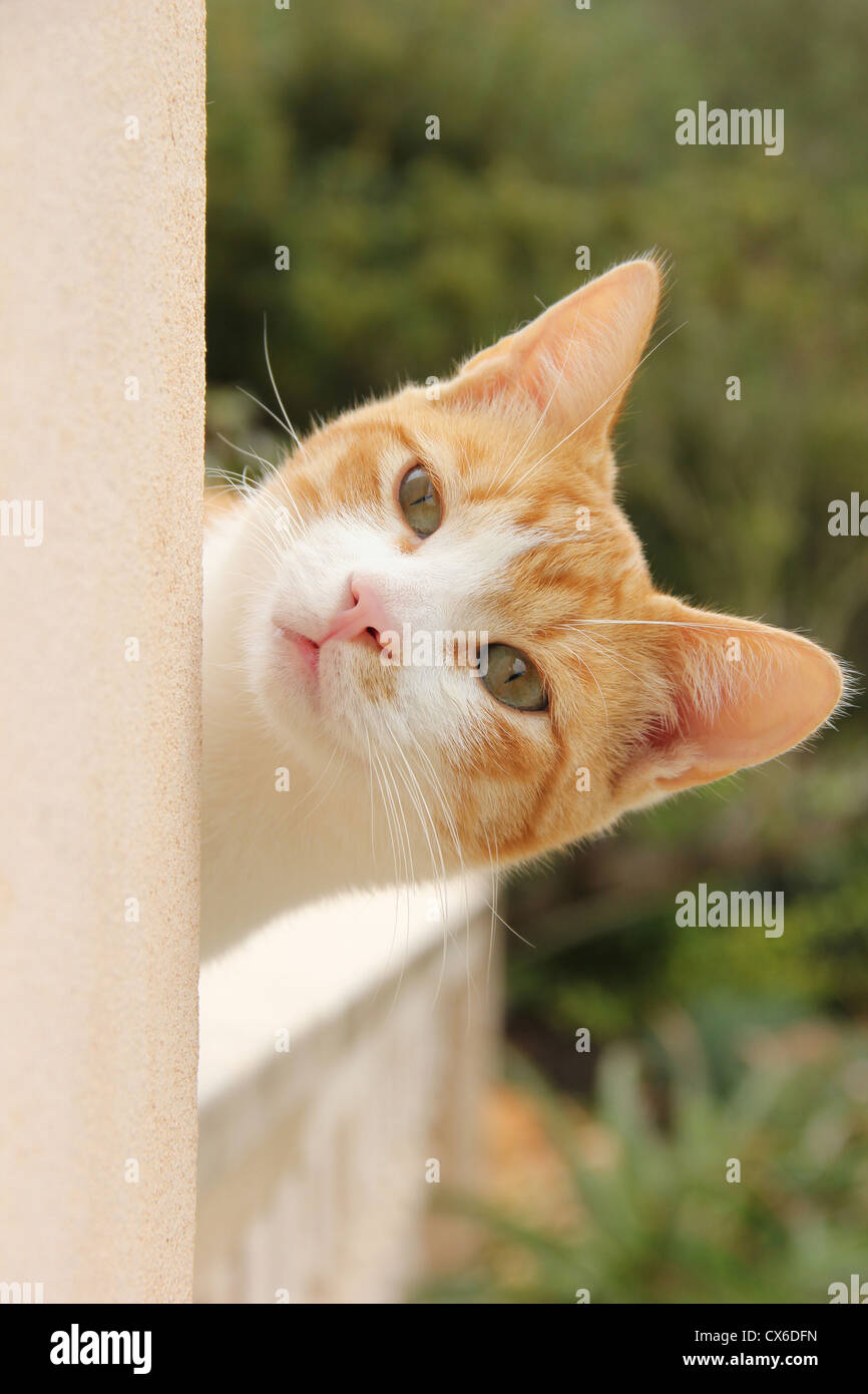 Domestic Cat lookig looking round a corner Stock Photo - Alamy
