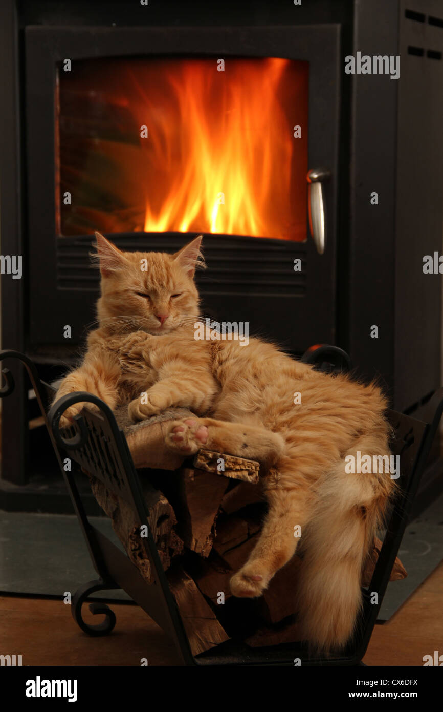 Domestic Cat lying on fire wood in front of a stove Stock Photo - Alamy