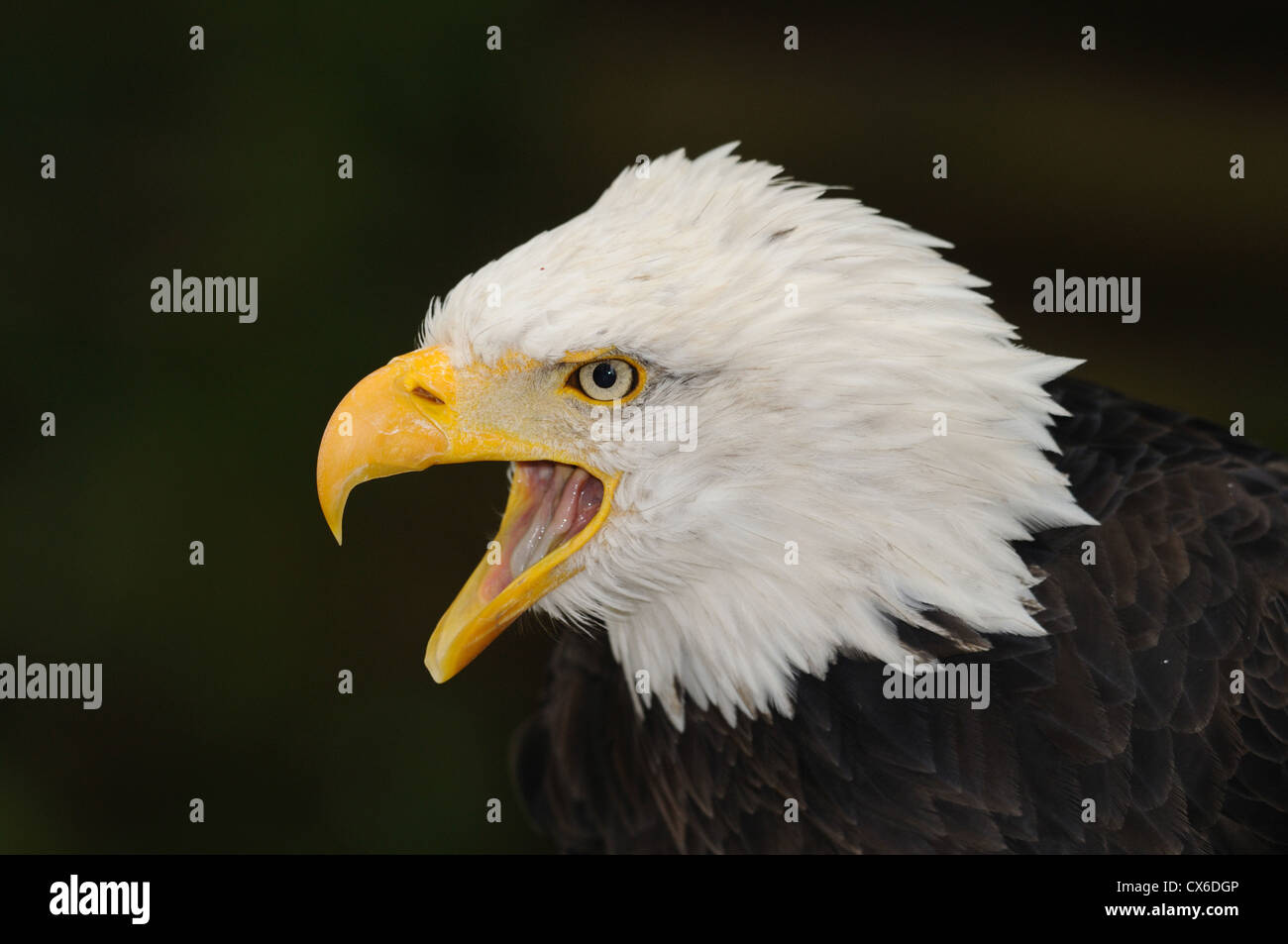 Eagles head hi-res stock photography and images - Alamy