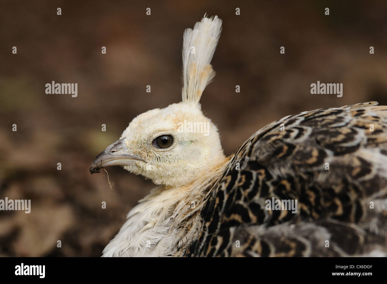 Juvenile peacocks hi-res stock photography and images - Alamy