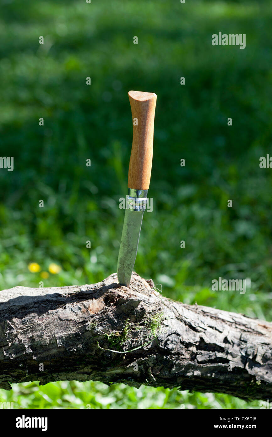 A pocket knife wedged into a tree branch Stock Photo - Alamy