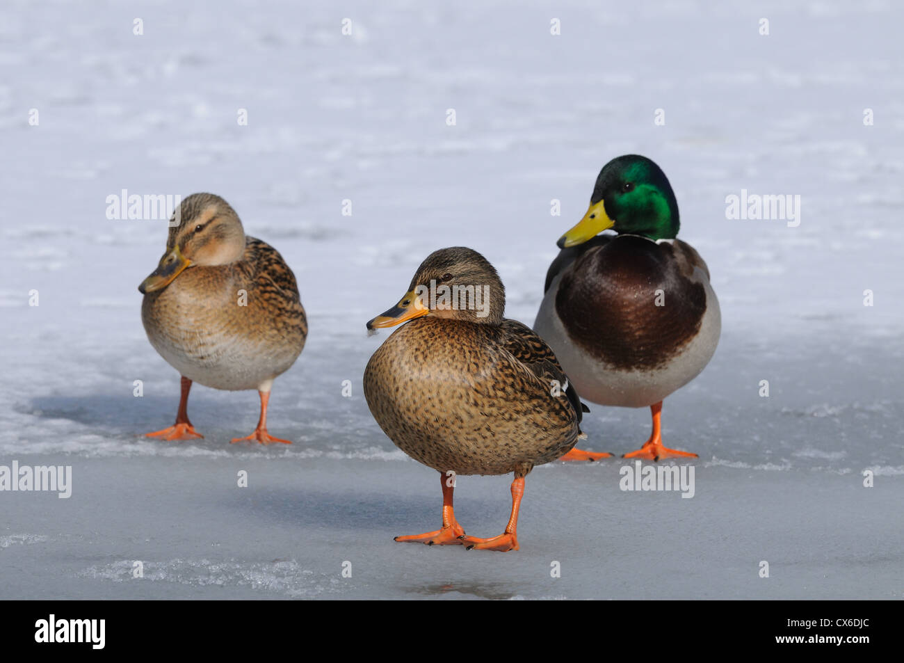 Mallard duck anas platyrhynchos adult males and females hi-res stock ...