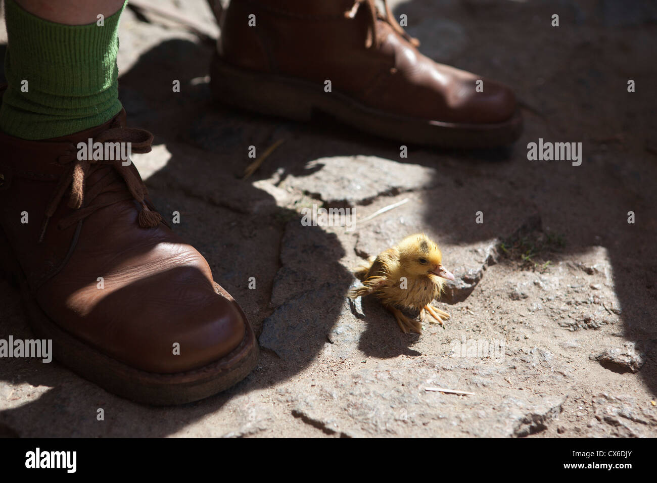 A duckling near the feet of a man Stock Photo - Alamy