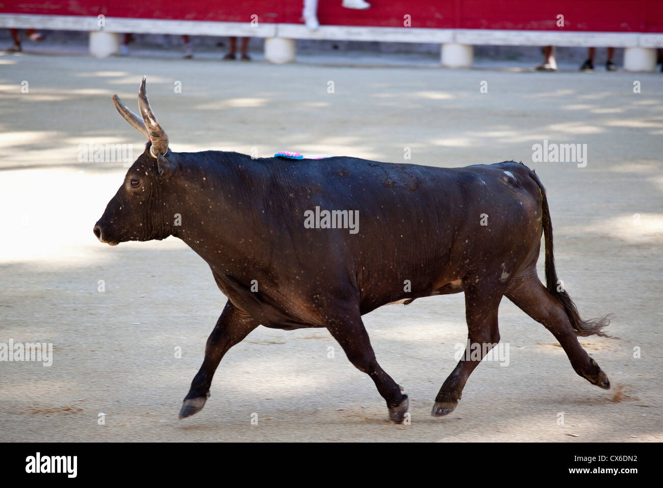 Bull running in bullring hi-res stock photography and images - Alamy