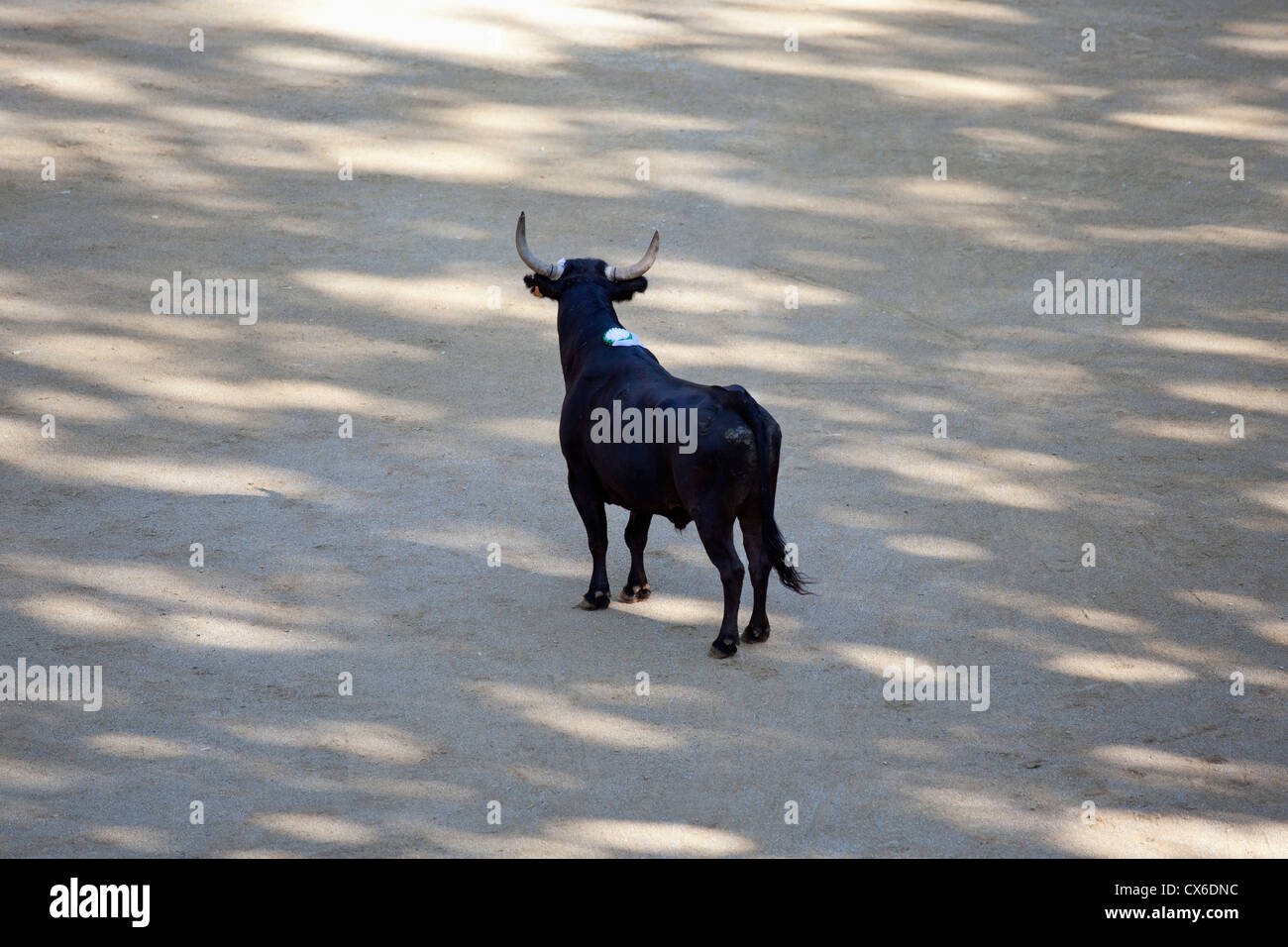 Bull in arena hi-res stock photography and images - Alamy