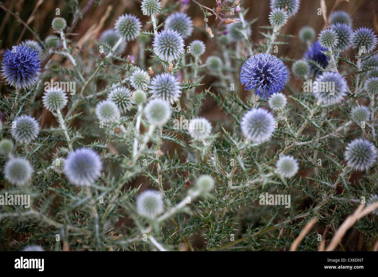 Purple sea holly hi-res stock photography and images - Alamy