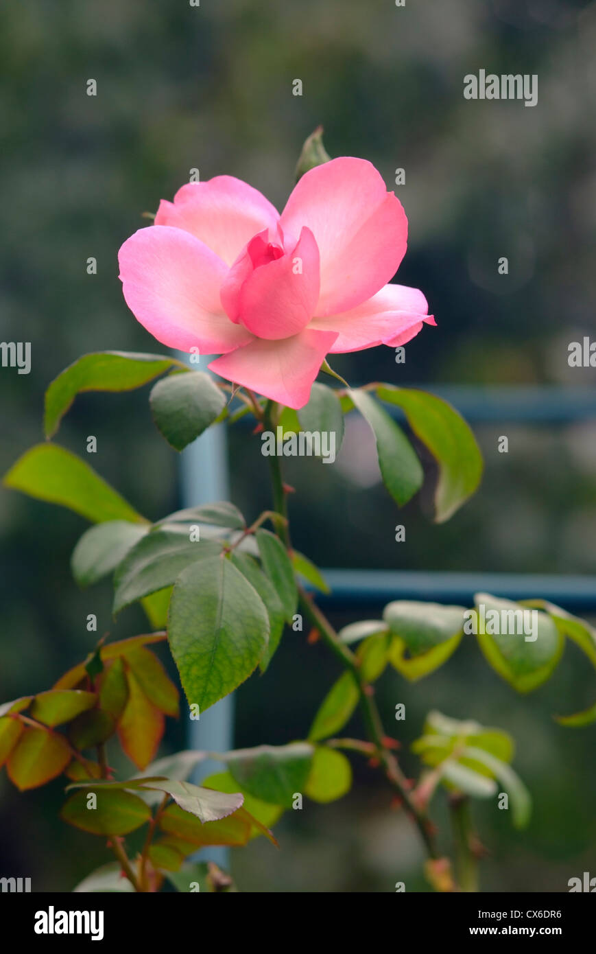 One pink rose grow high in the garden Stock Photo - Alamy