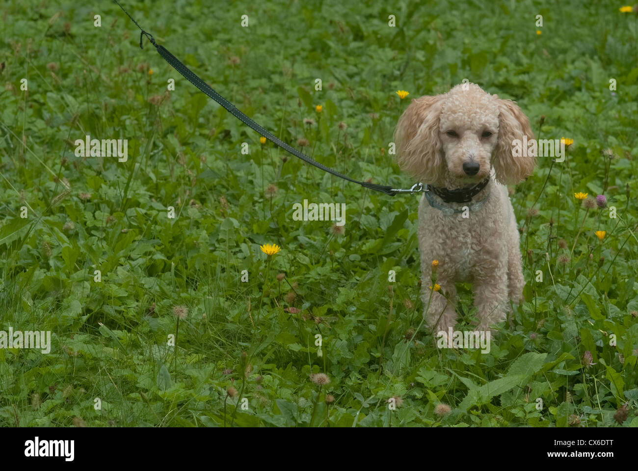 mini poodle dog - male, one year old Stock Photo - Alamy