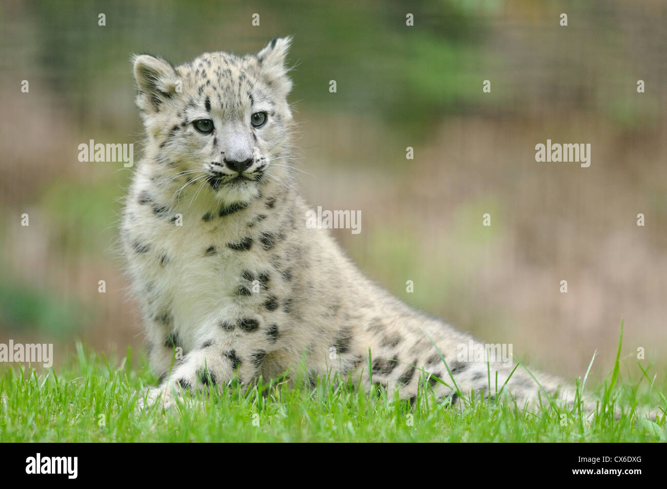 young snow leopard Stock Photo - Alamy