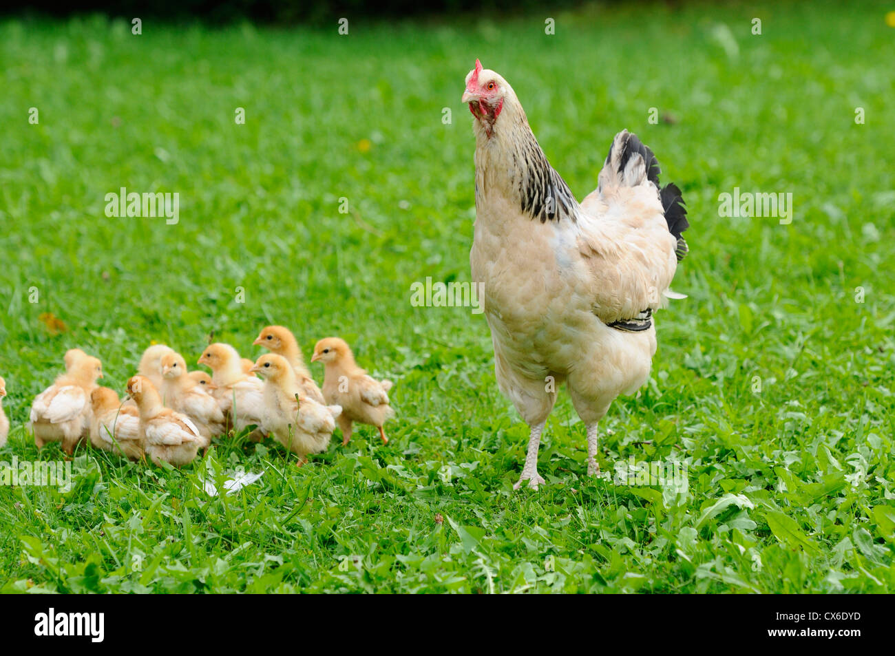 Chicken with hatchlings hi-res stock photography and images - Alamy