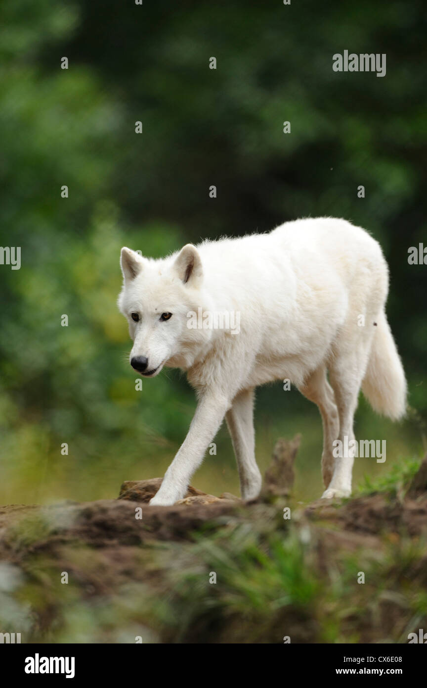 White wolf walking hi-res stock photography and images - Alamy
