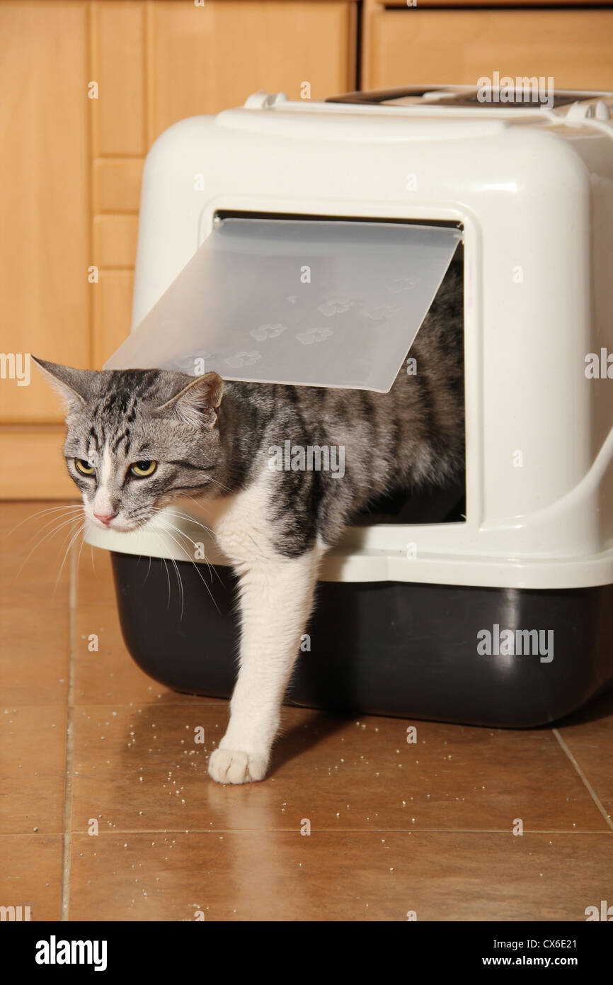 Domestic Cat leaving a transport box Stock Photo - Alamy