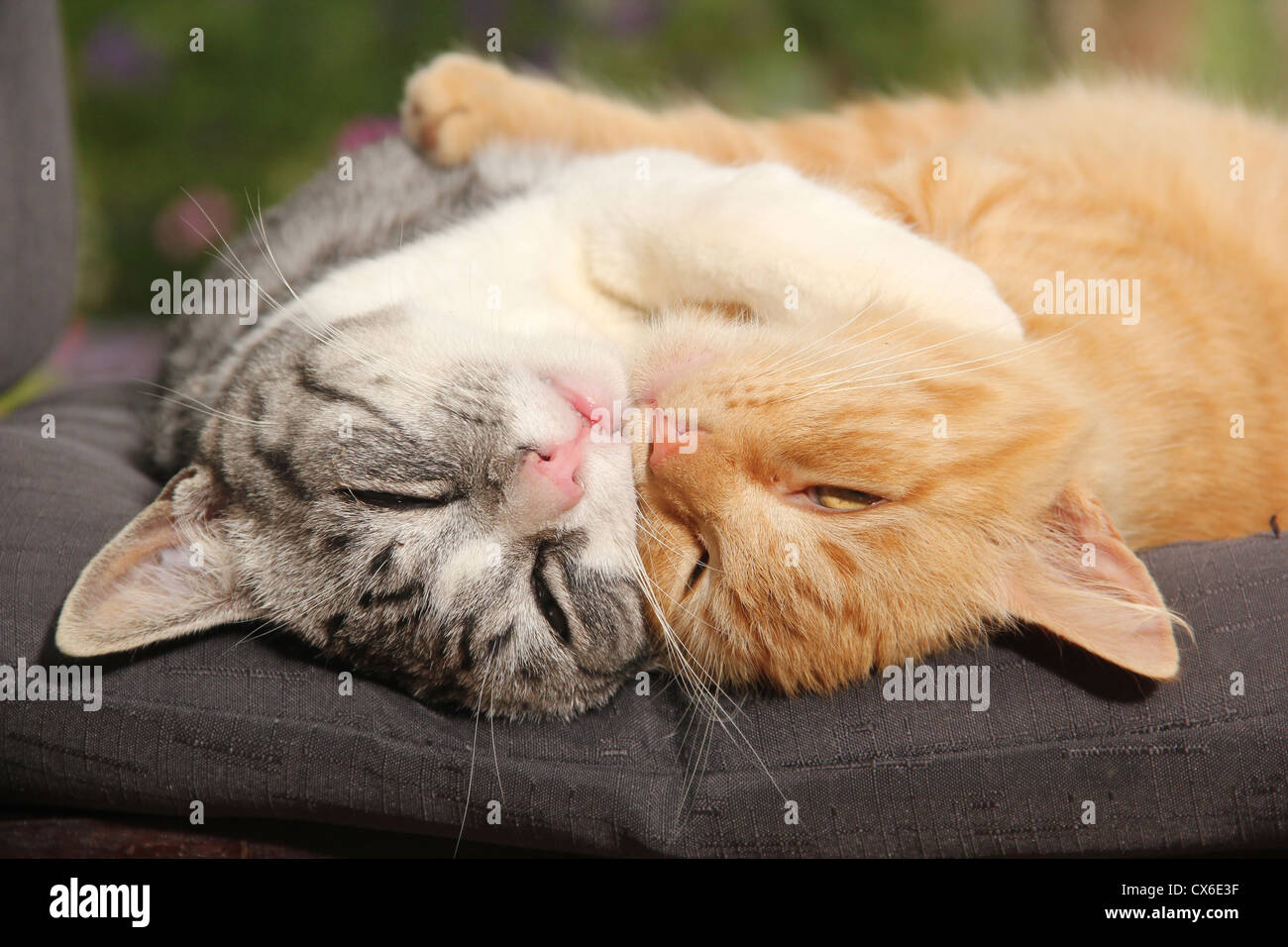 Domestic Cat. Two individuals sleeping arm in arm Stock Photo - Alamy