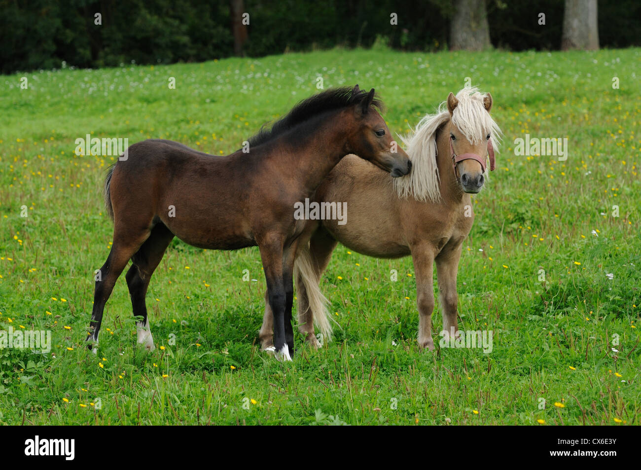 Two welsh pony standing hi-res stock photography and images - Alamy