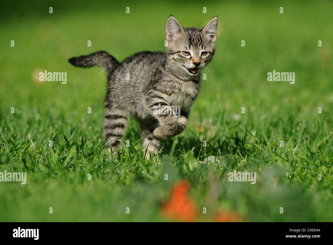 Running moving kitten kitten hi-res stock photography and images - Alamy