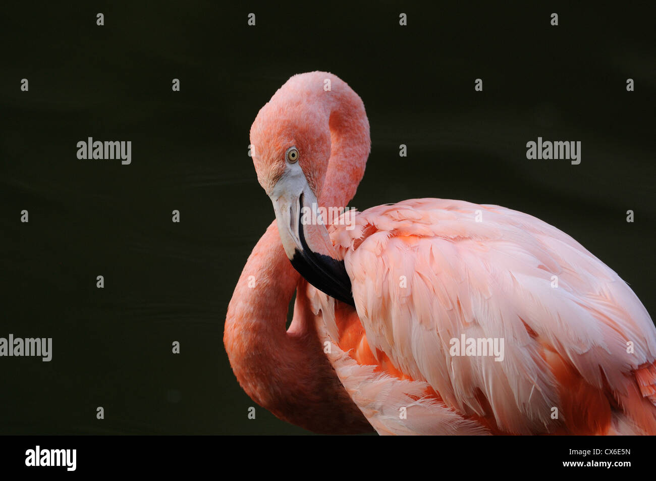 Flamingo cleaning hi-res stock photography and images - Alamy