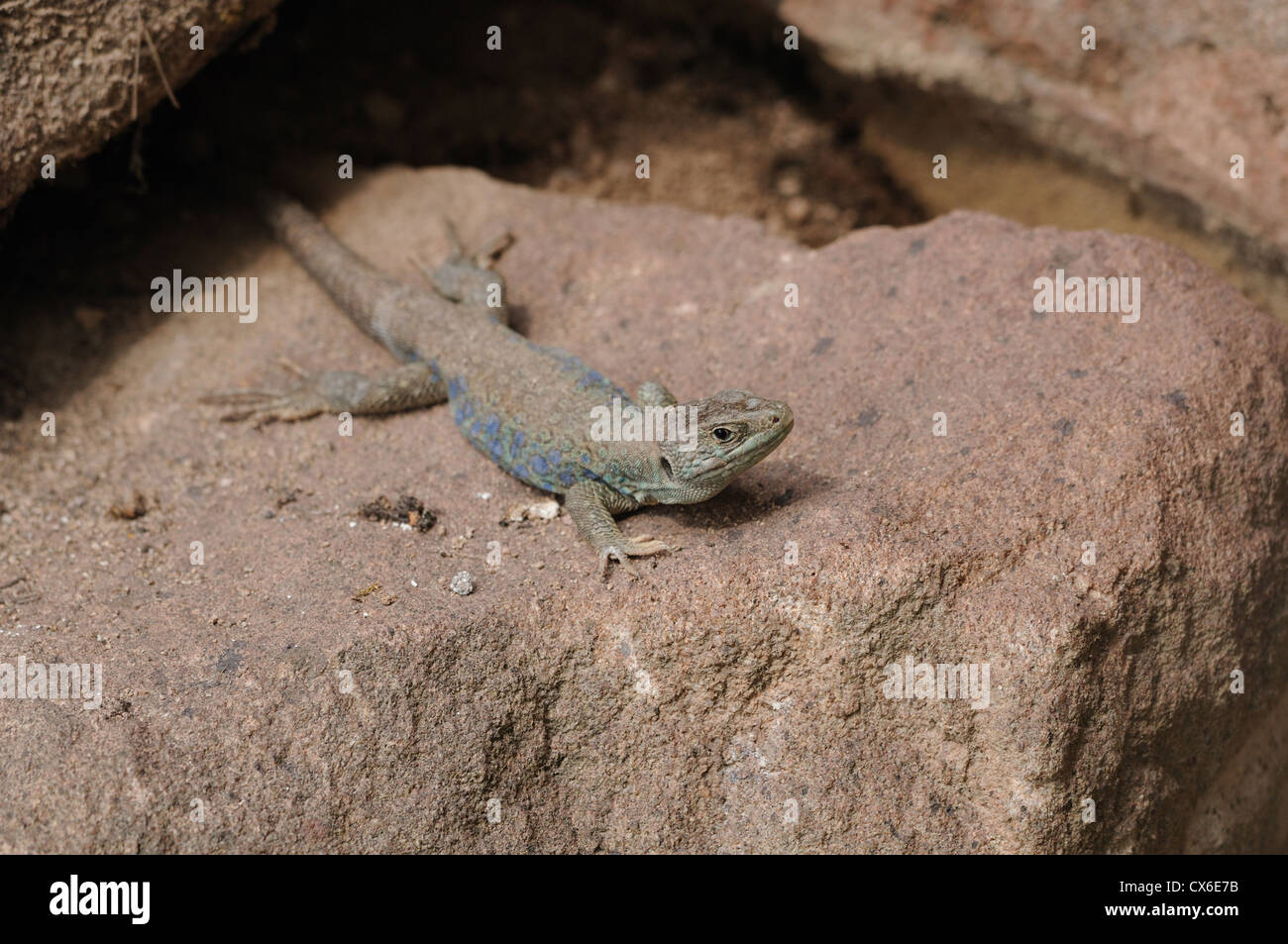 Ocellated lizard timon lepidus adult hi-res stock photography and ...