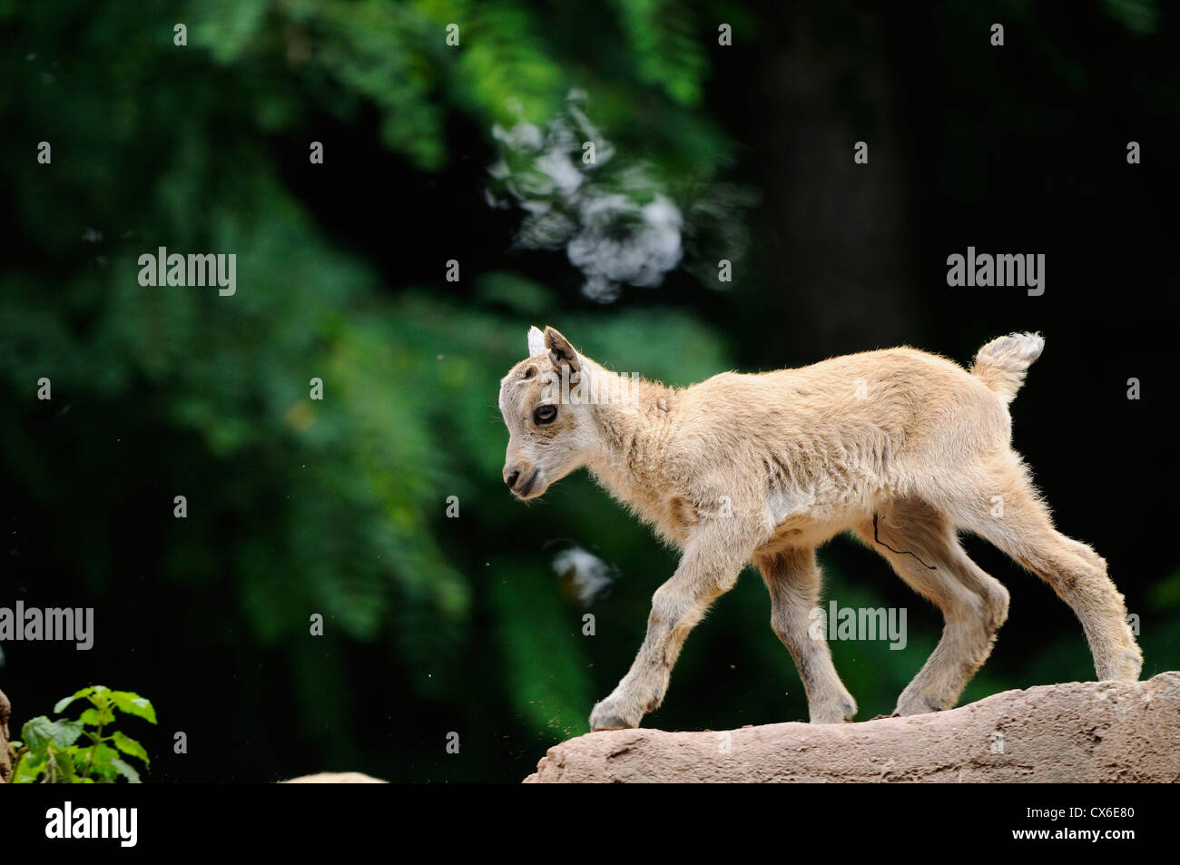 Running ibexes hi-res stock photography and images - Alamy