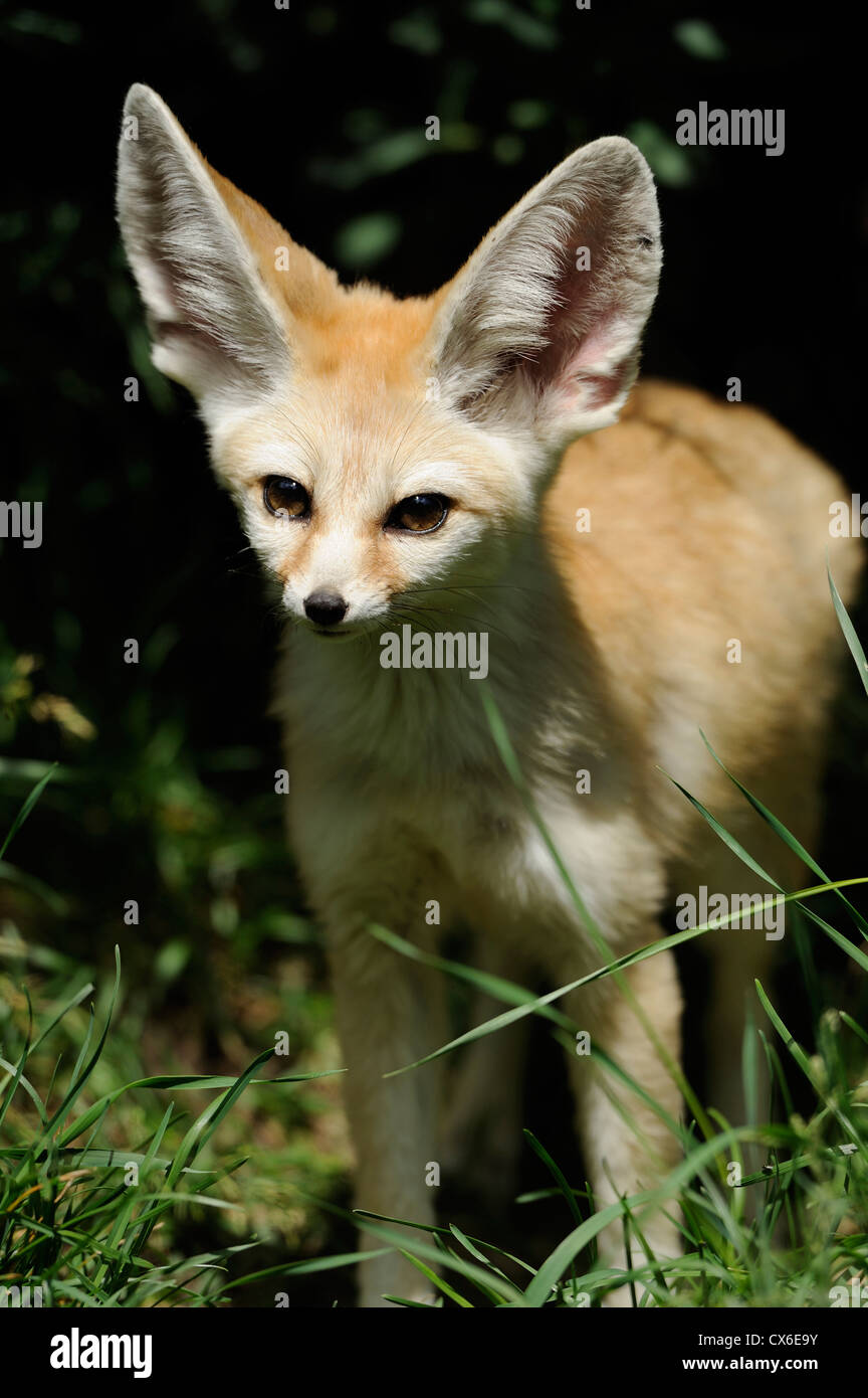 Fennecs hi-res stock photography and images - Alamy