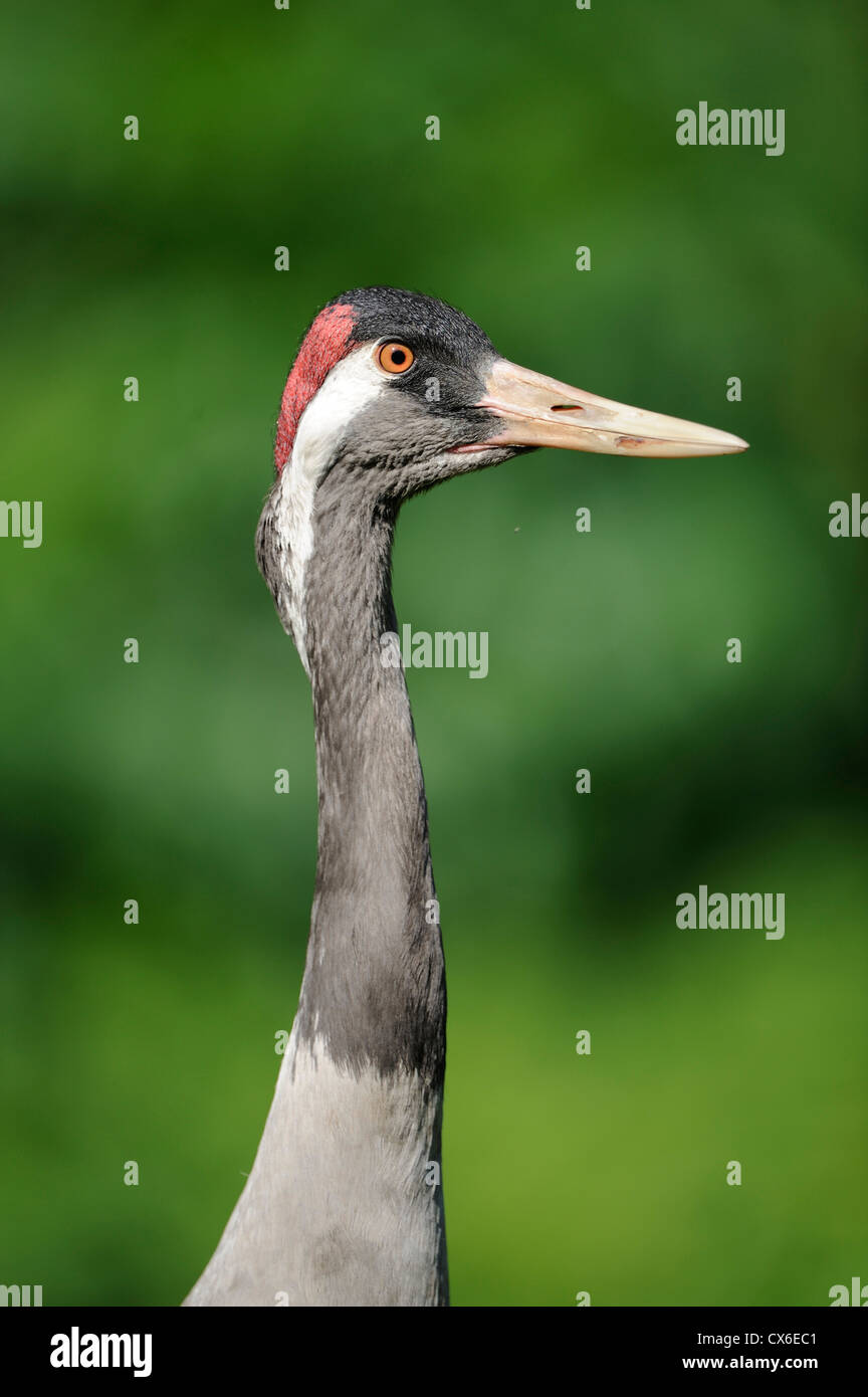 Common crane grus grus adult head hi-res stock photography and images ...